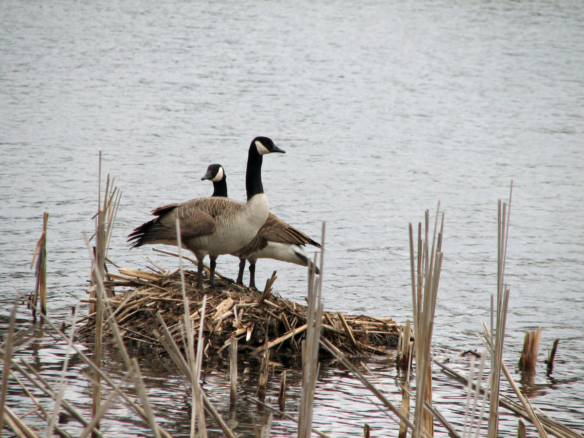 Gallery – Bong Naturalist Association