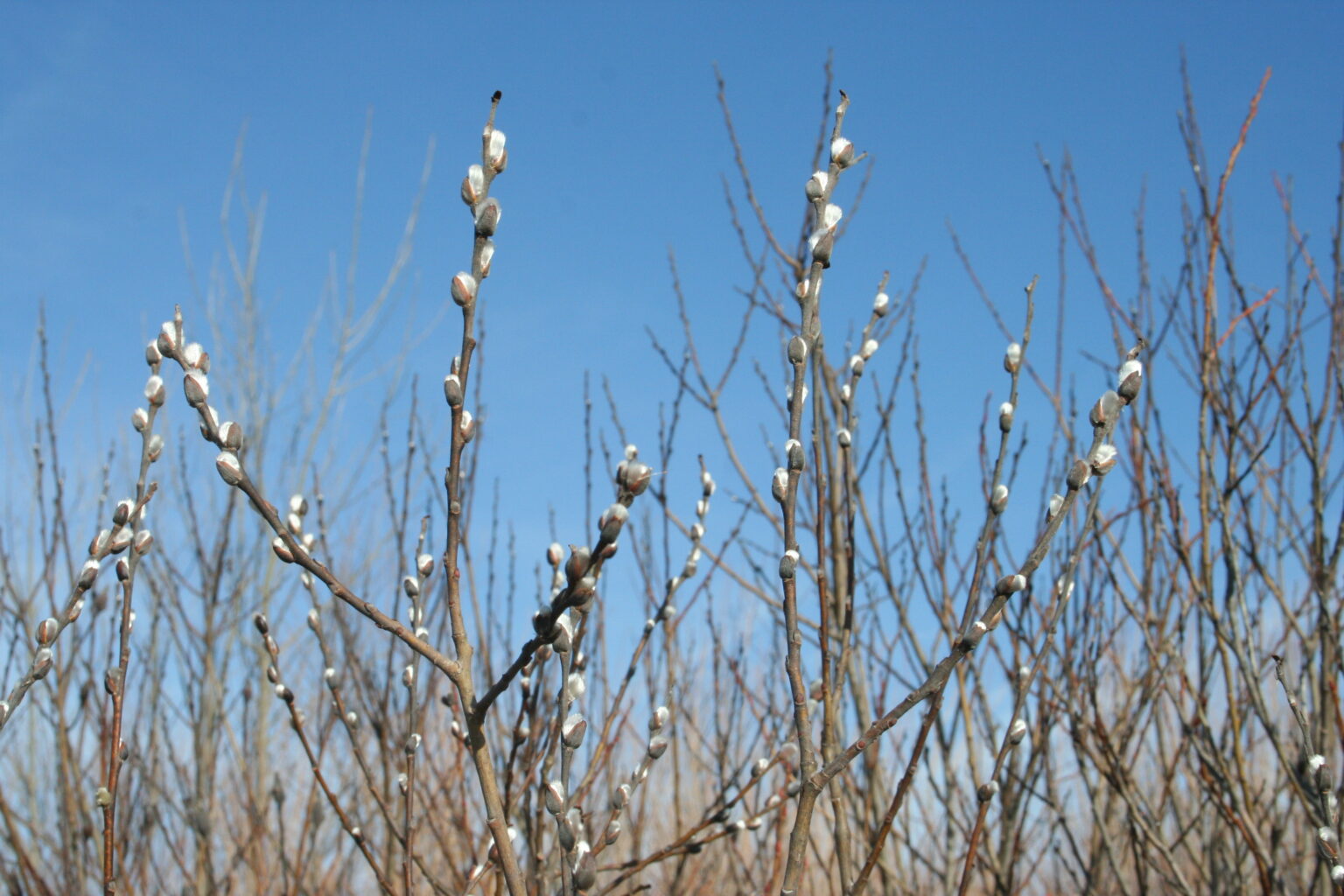 Events for January 2026 – BNA | Bong Naturalist Association